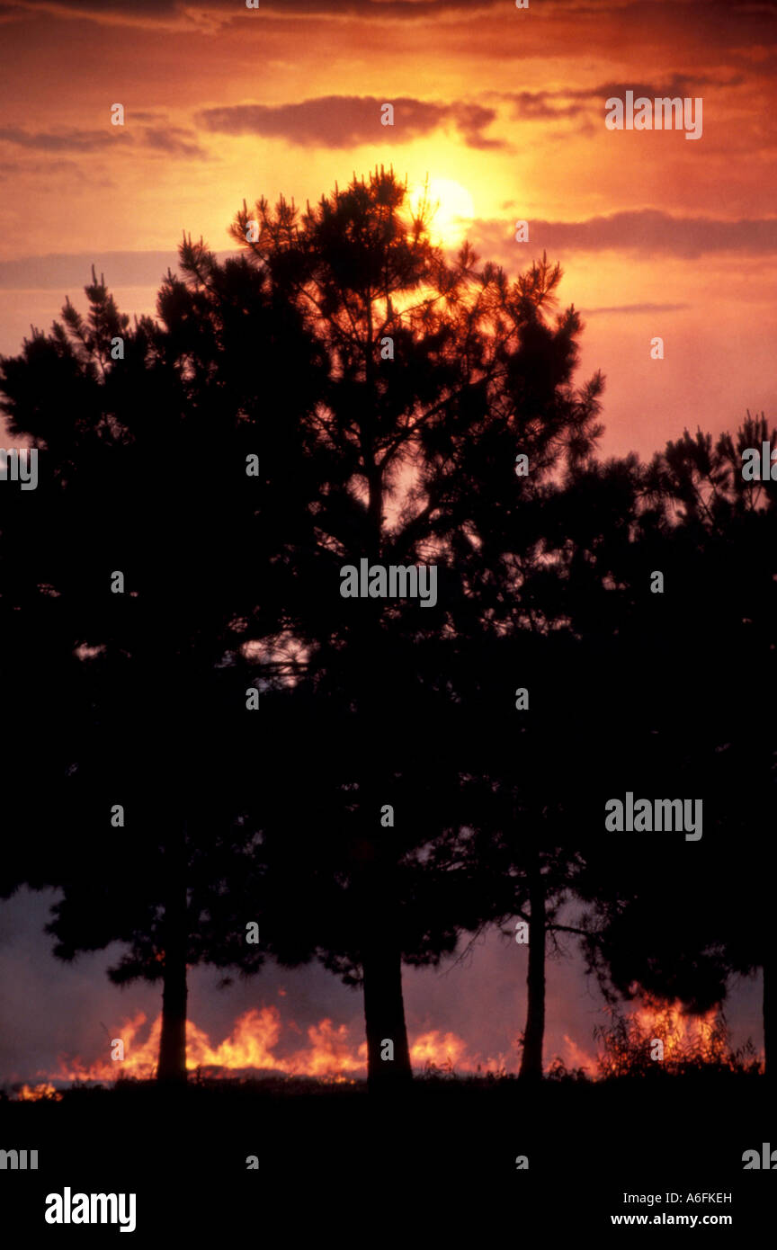 Trees threatened fire hi-res stock photography and images - Alamy