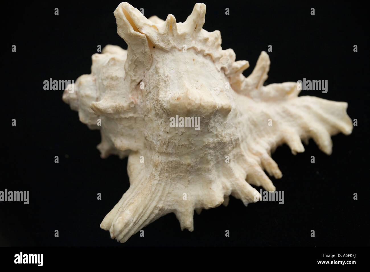 Close up seashell Stock Photo - Alamy