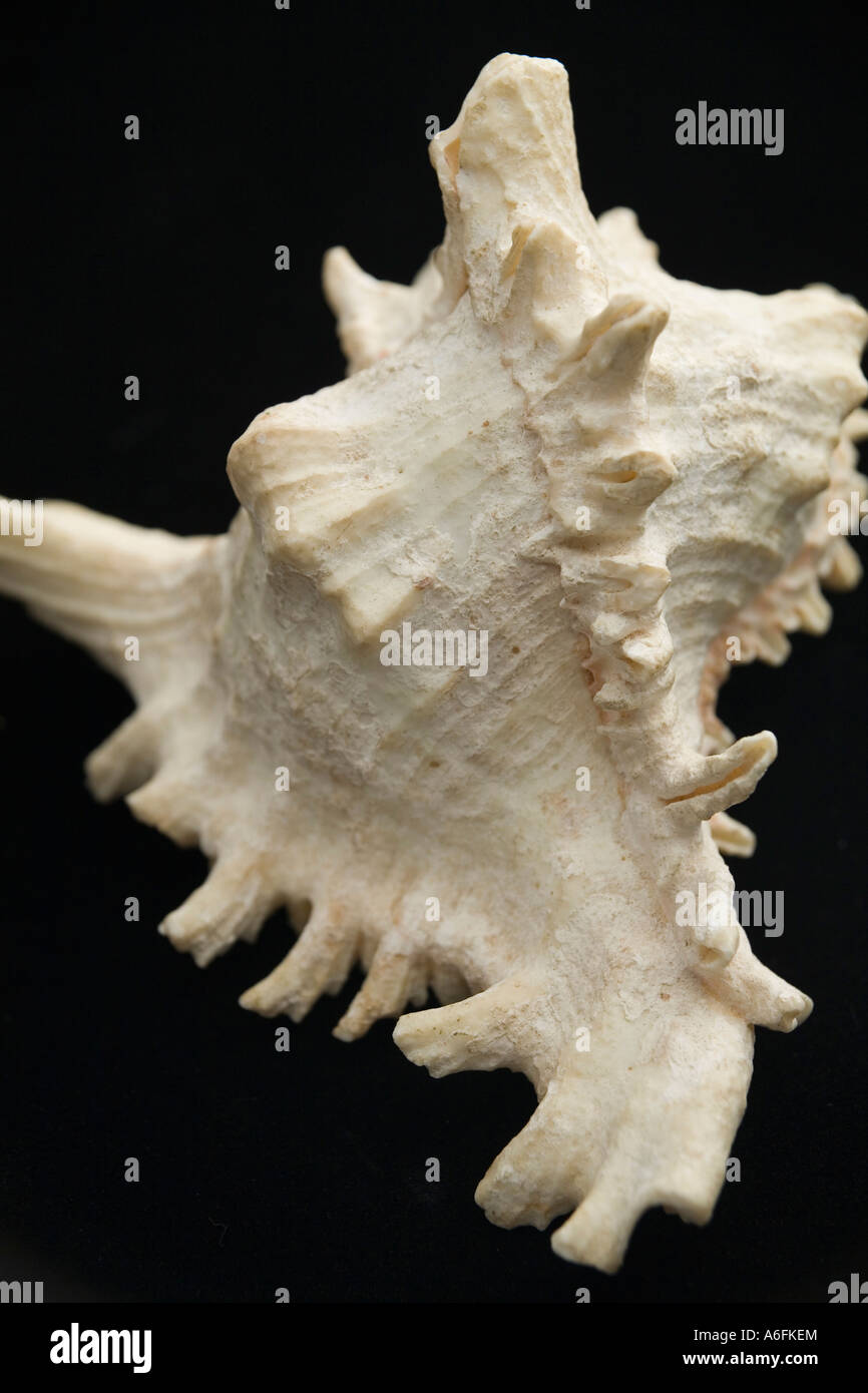 Close up seashell Stock Photo - Alamy
