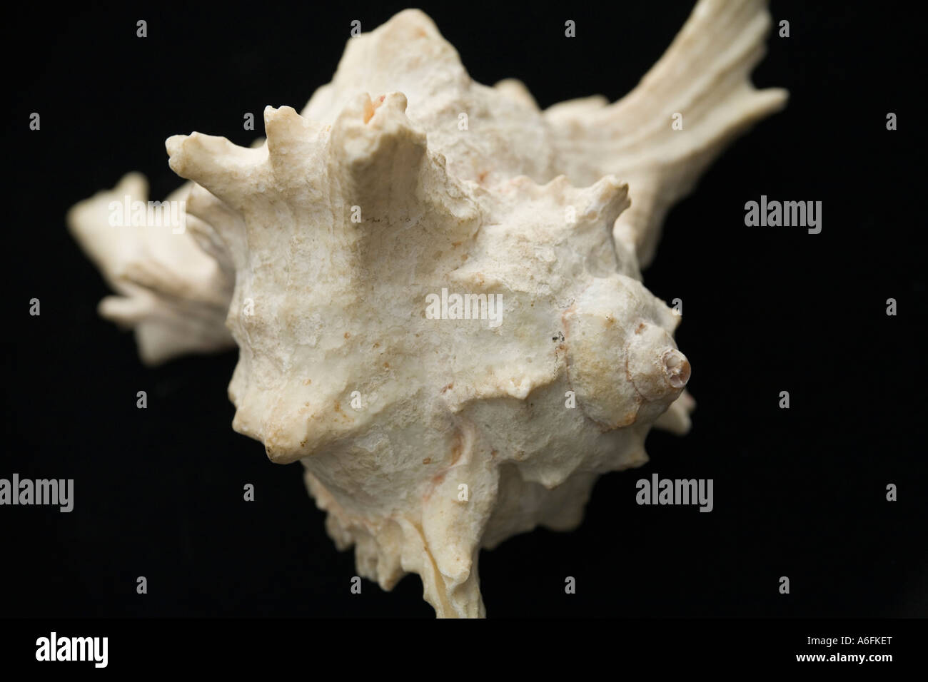 Iconic seashell hi-res stock photography and images - Alamy