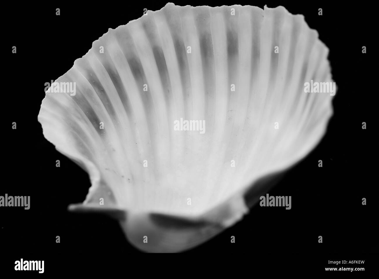 Close up scallop seashell Stock Photo - Alamy