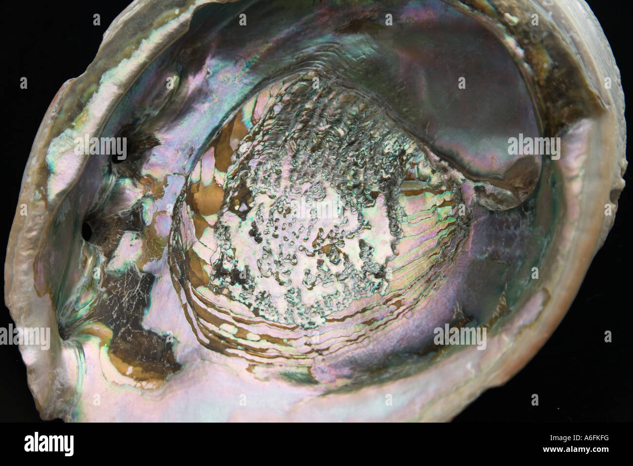 Close up abalone seashell Stock Photo - Alamy