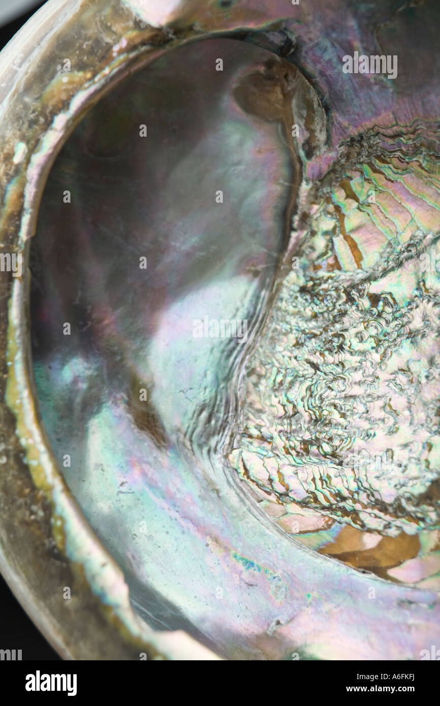 abalone shell close up Stock Photo - Alamy