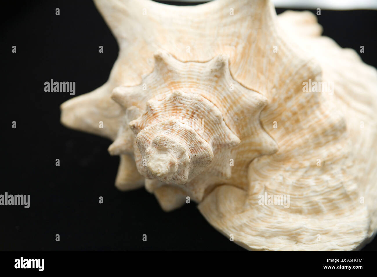 Close up conch shell Stock Photo - Alamy