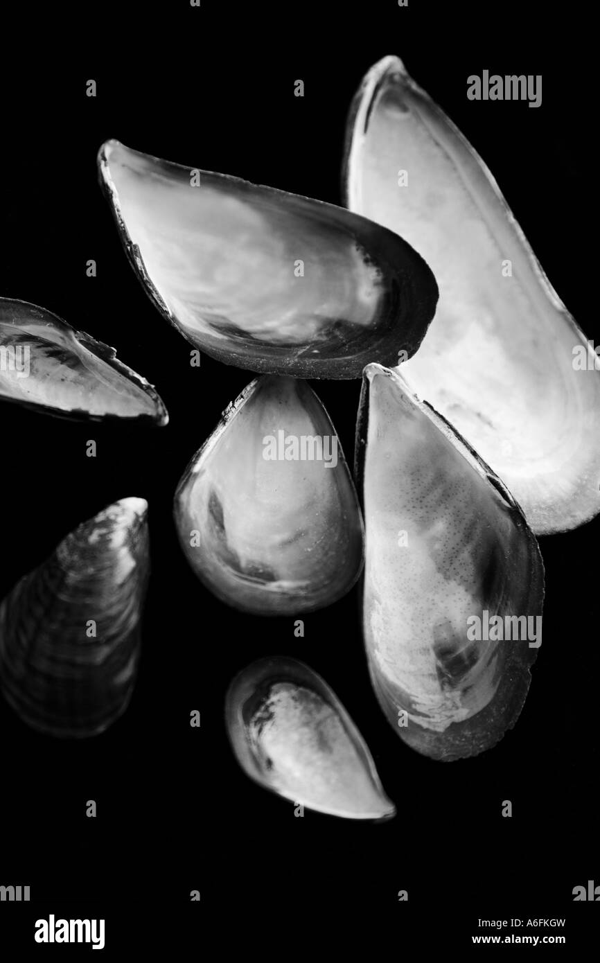 Mussels the Black and White Stock Photos & Images - Alamy