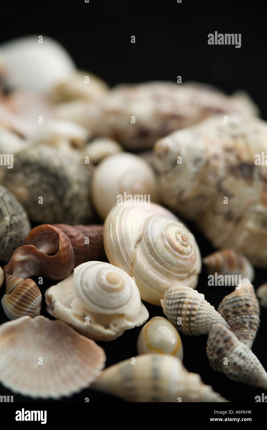 Seashells on black background Stock Photo - Alamy