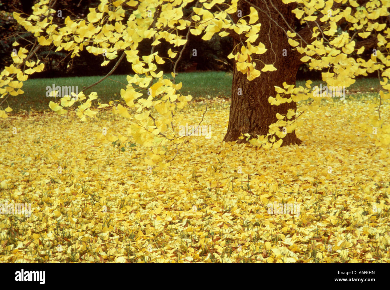 Ginko tree in the fall Stock Photo - Alamy
