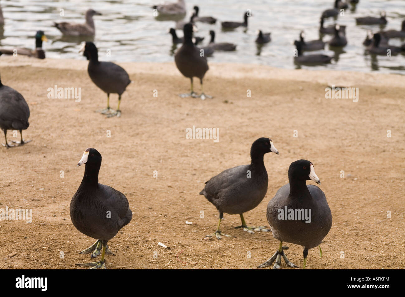 Coots and ducks Stock Photo - Alamy