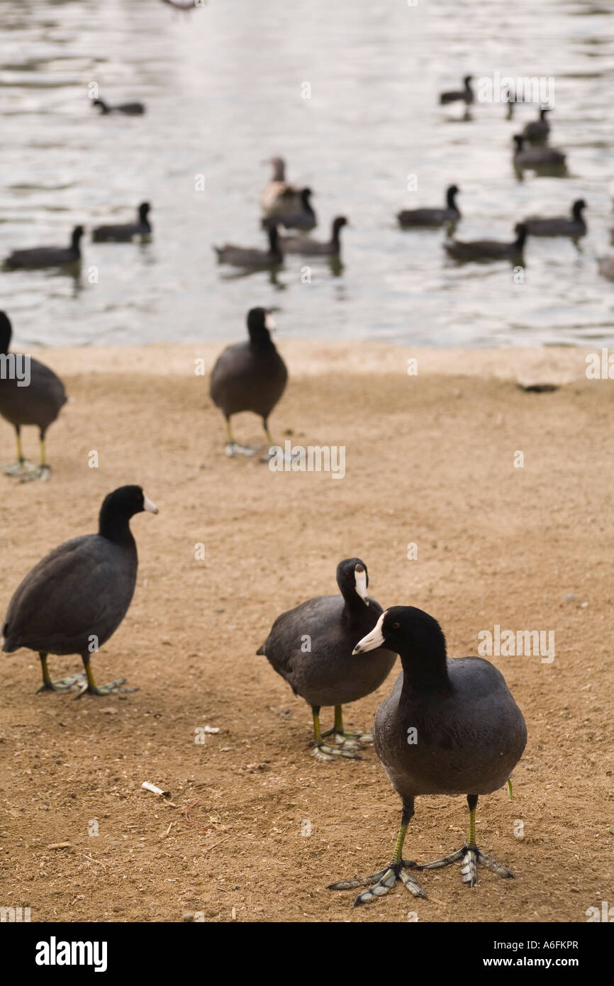Coots and ducks Stock Photo - Alamy