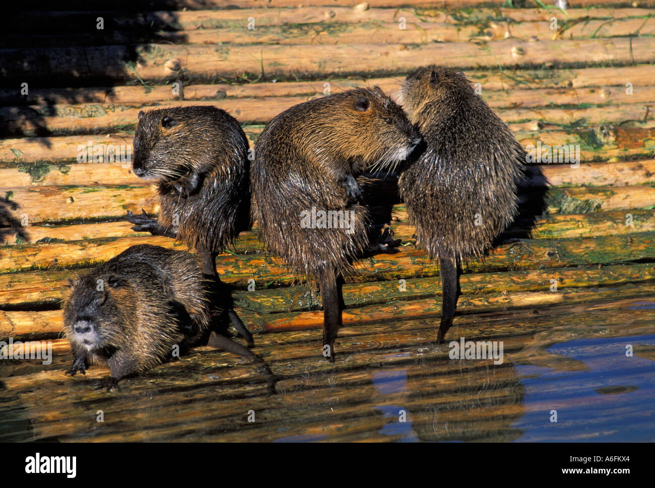 Coypu (Myocastor coypus Stock Photo - Alamy