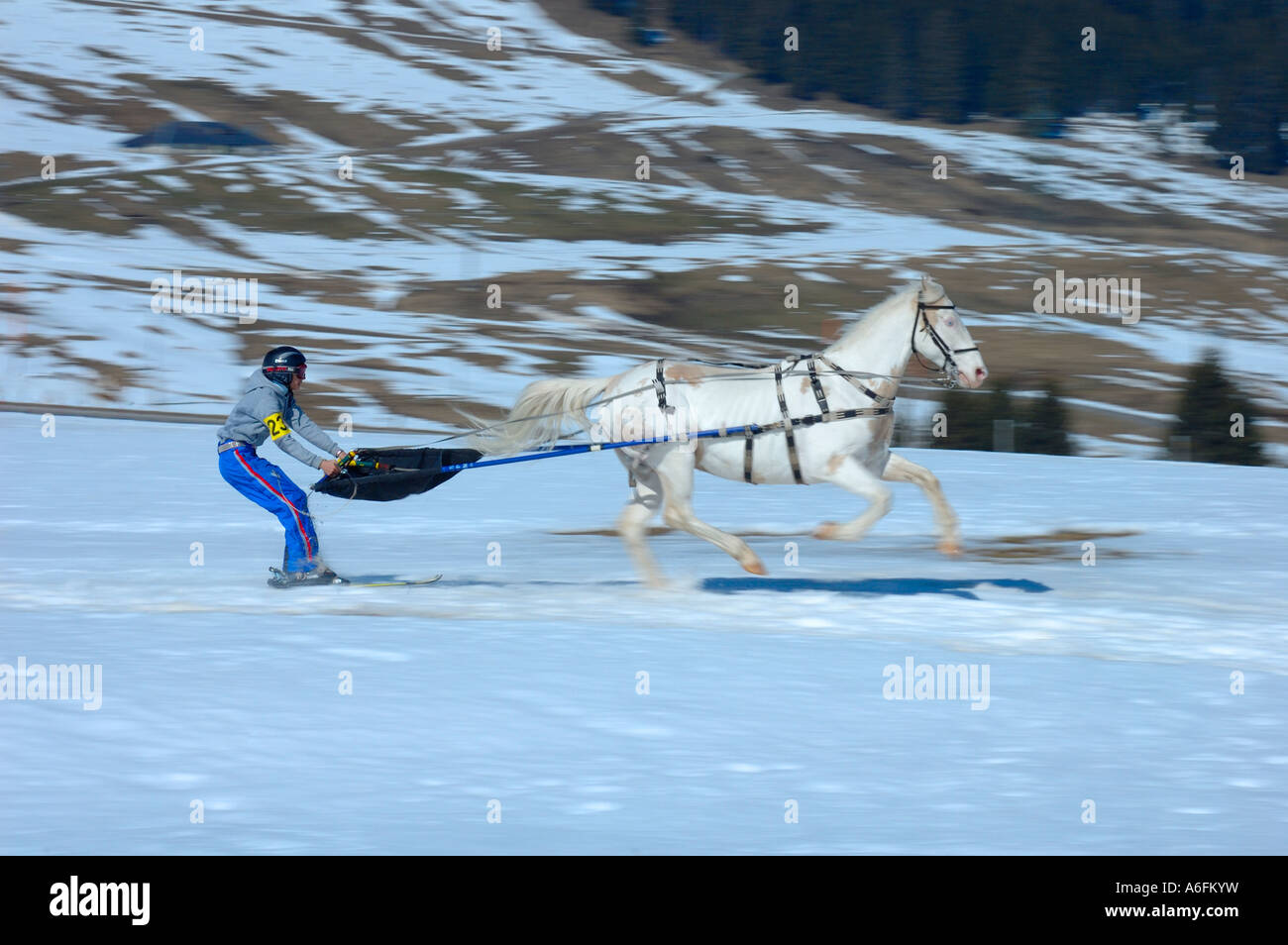 Ski joring hi-res stock photography and images - Alamy