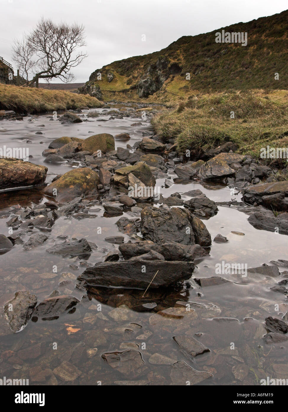 Tree and burn Shetland South Nesting Stock Photo - Alamy