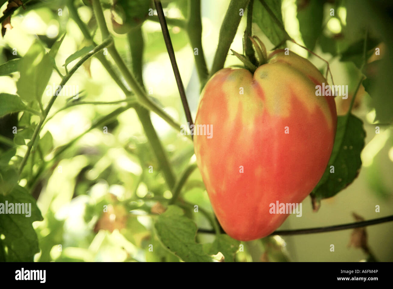 Heirloom tomato variety: italian pink oxheart Stock Photo - Alamy