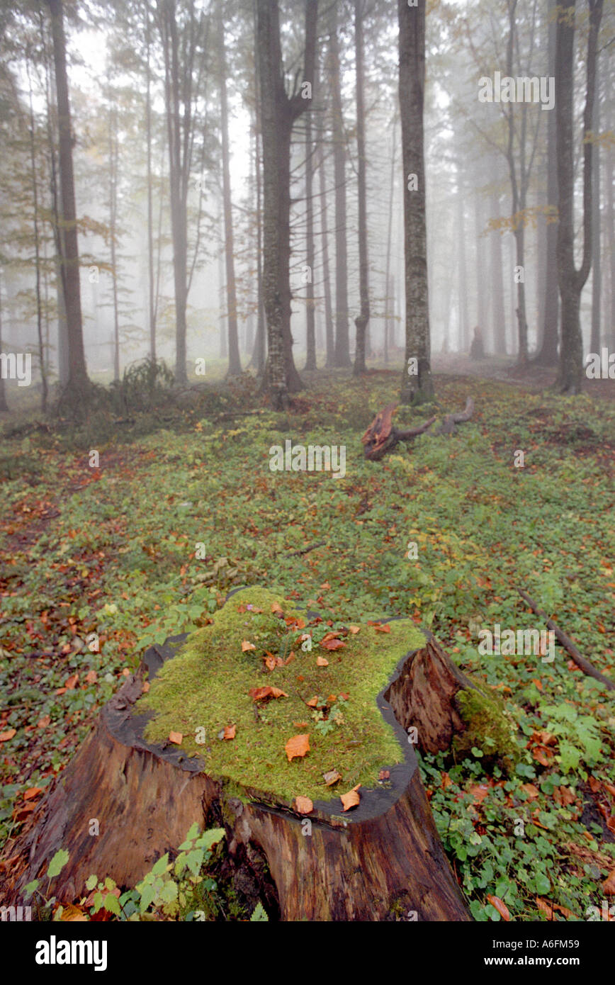 Fir tree forest damp autumn hi-res stock photography and images - Alamy
