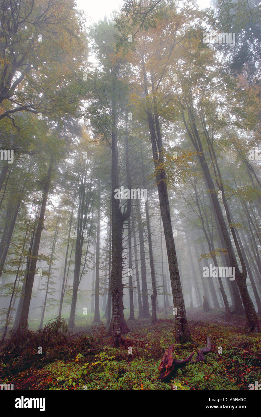 Fir tree forest damp autumn hi-res stock photography and images - Alamy