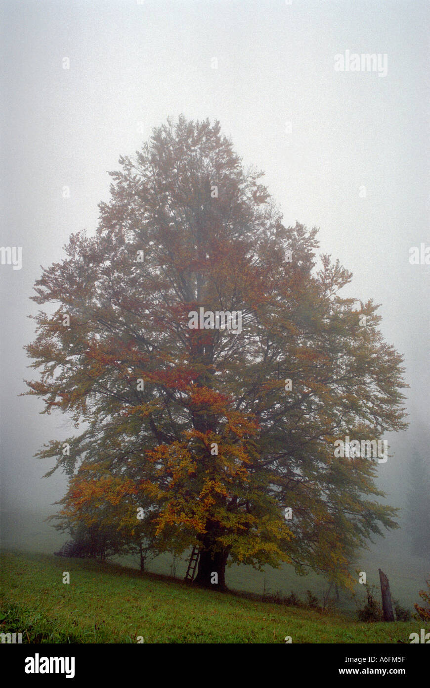 Fir tree forest damp autumn hi-res stock photography and images - Alamy