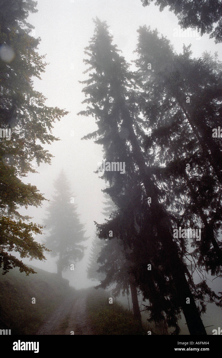 Fir tree forest damp autumn hi-res stock photography and images - Alamy