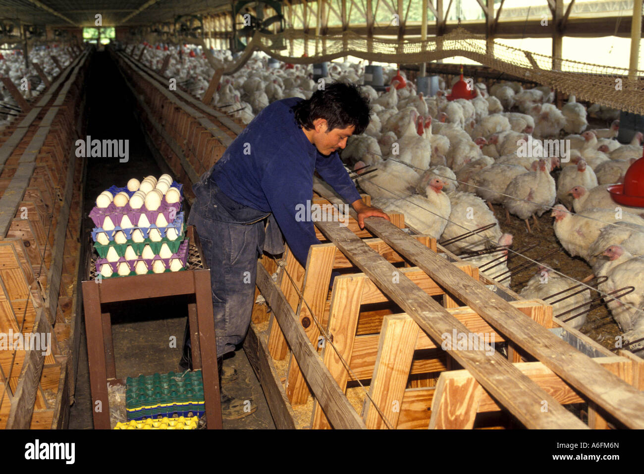 Collectling eggs at poultry farm Stock Photo - Alamy