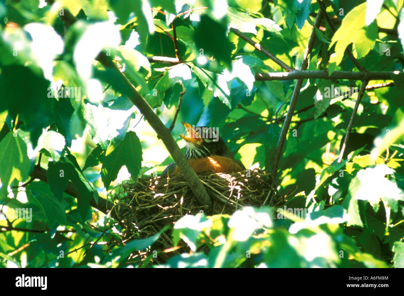Birds Robin in nest Stock Photo - Alamy