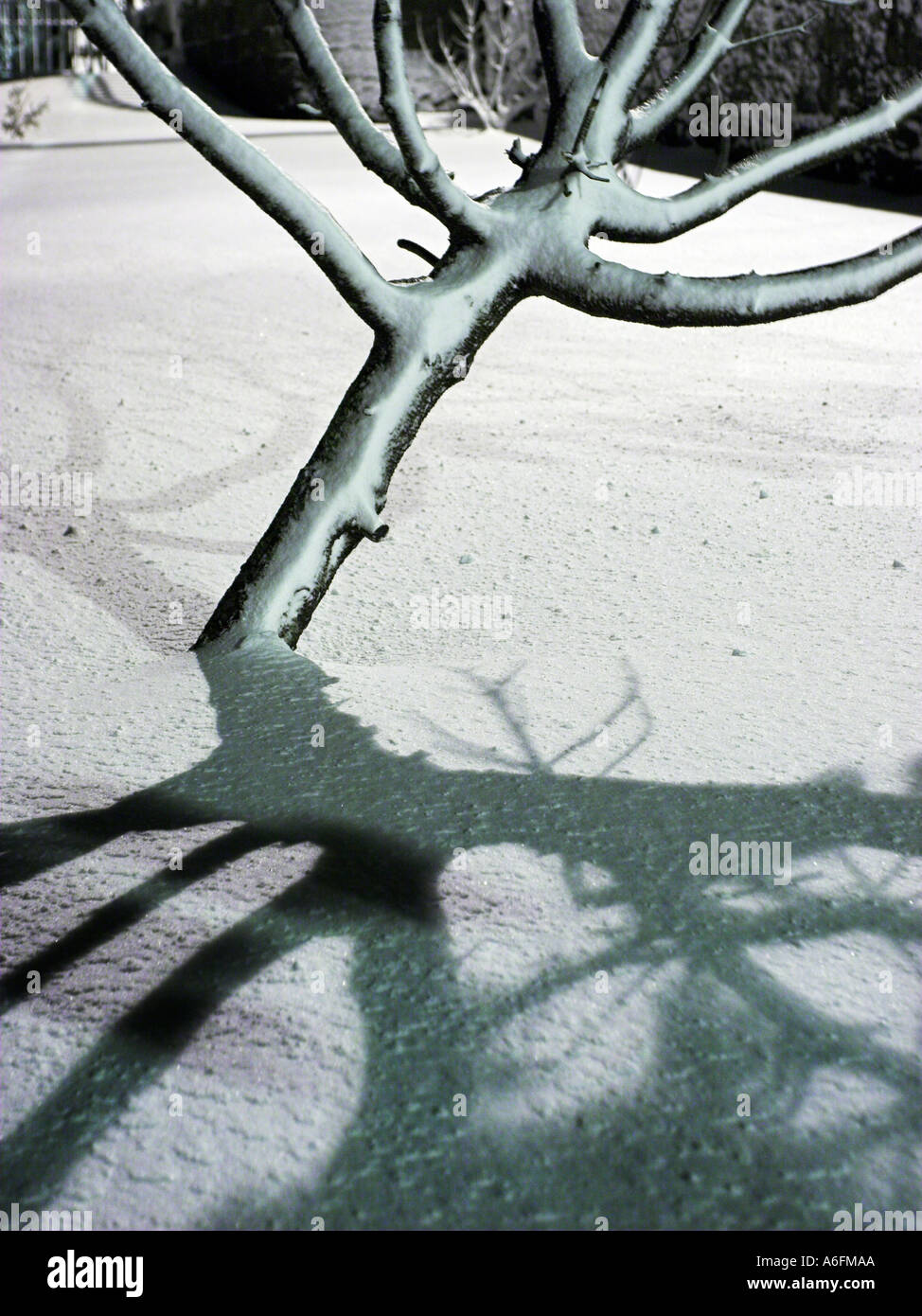 Tree in snow Shetland Stock Photo - Alamy