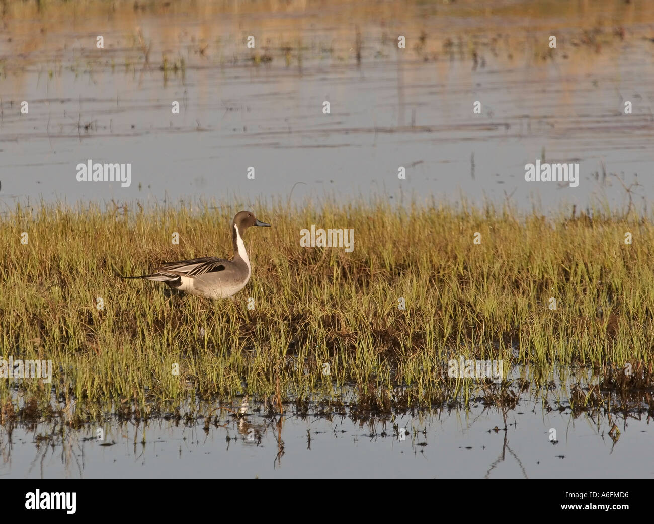 Northern Pintail Duck in flooded field in early spring in scenic ...