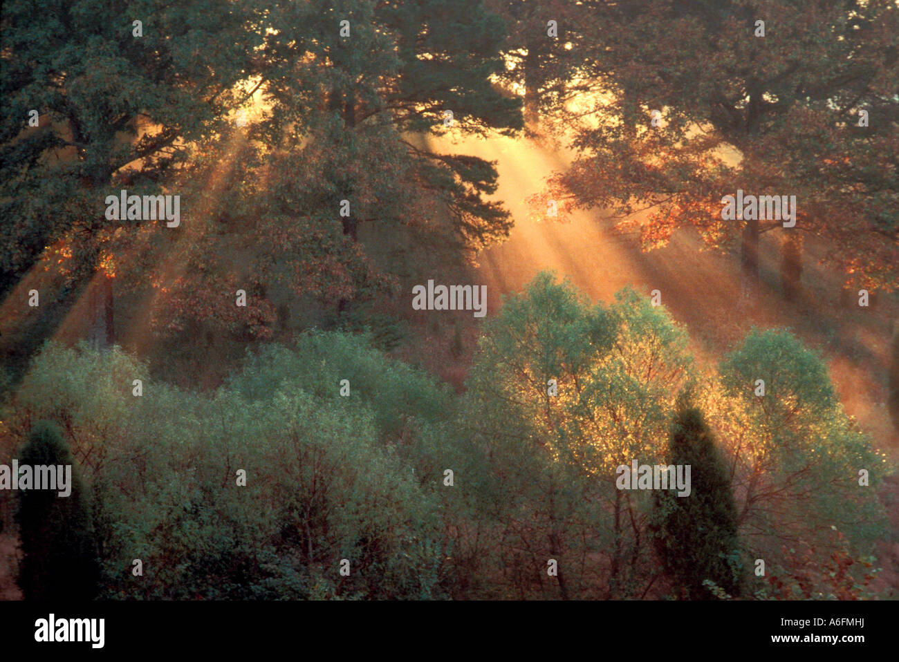 Sunlight through trees Stock Photo - Alamy