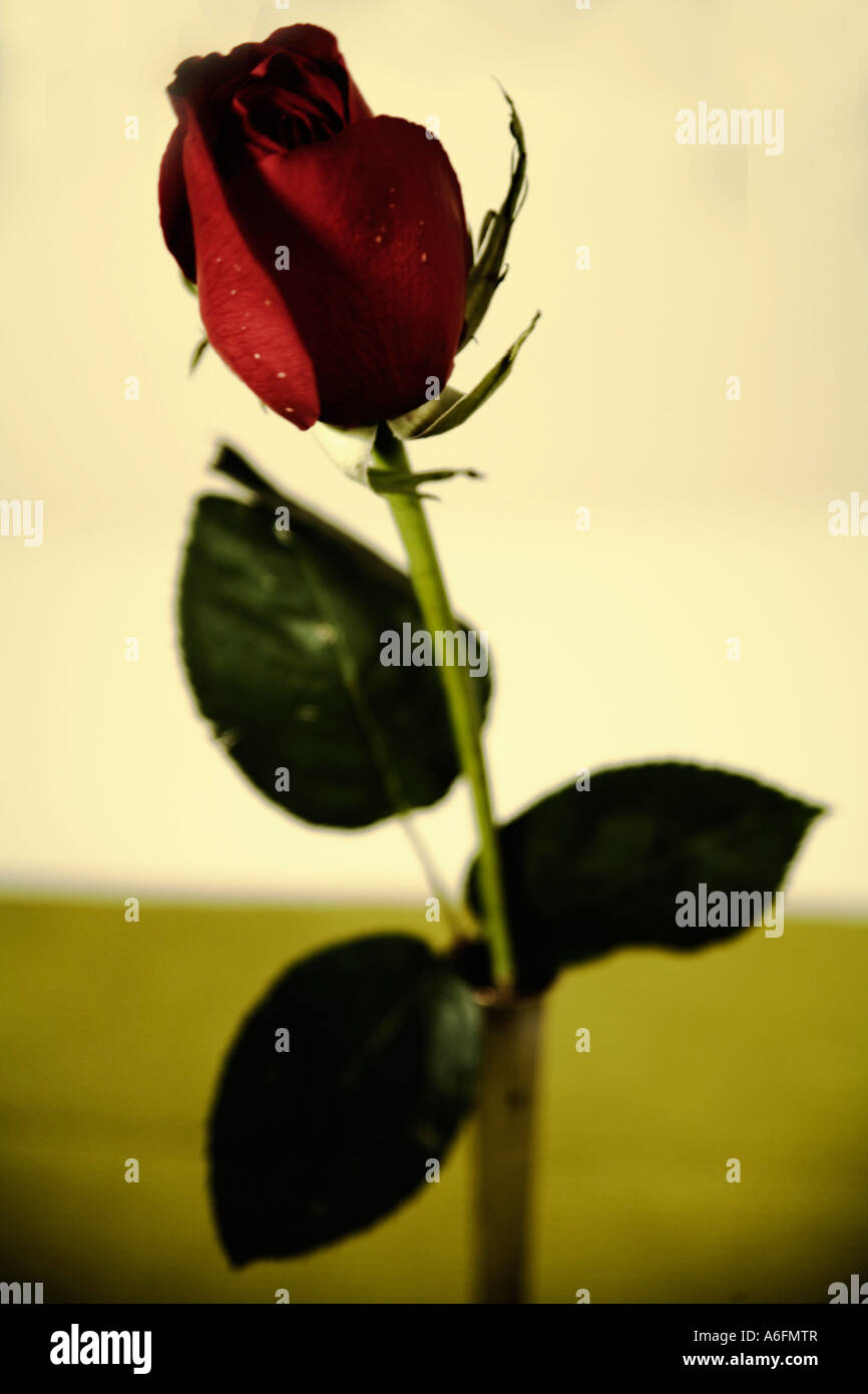 Single red rose Stock Photo - Alamy