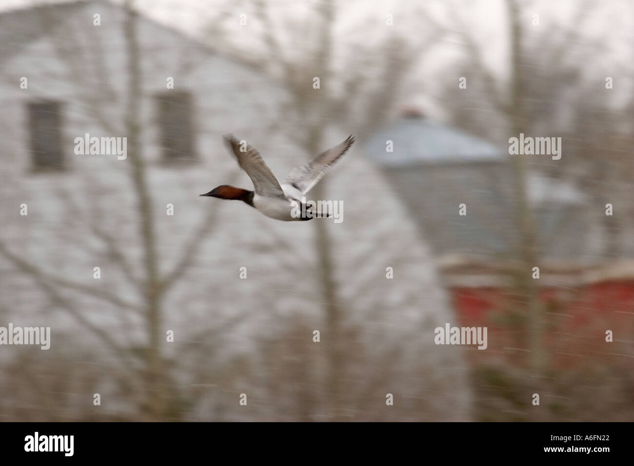 Canvasback duck flying hi-res stock photography and images - Alamy
