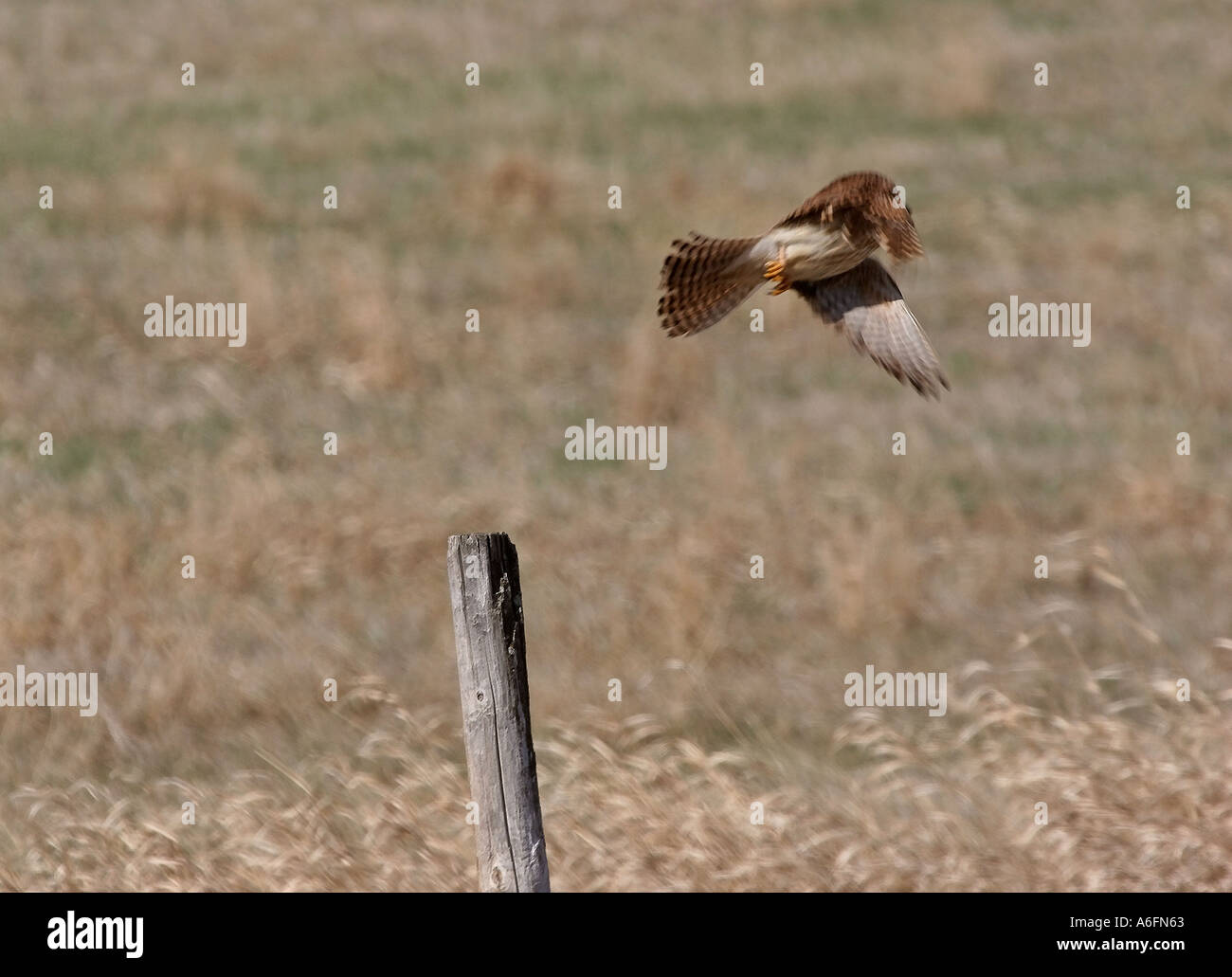 American Kestrel falcon turning in flight in scenic Saskatchewan Canada ...
