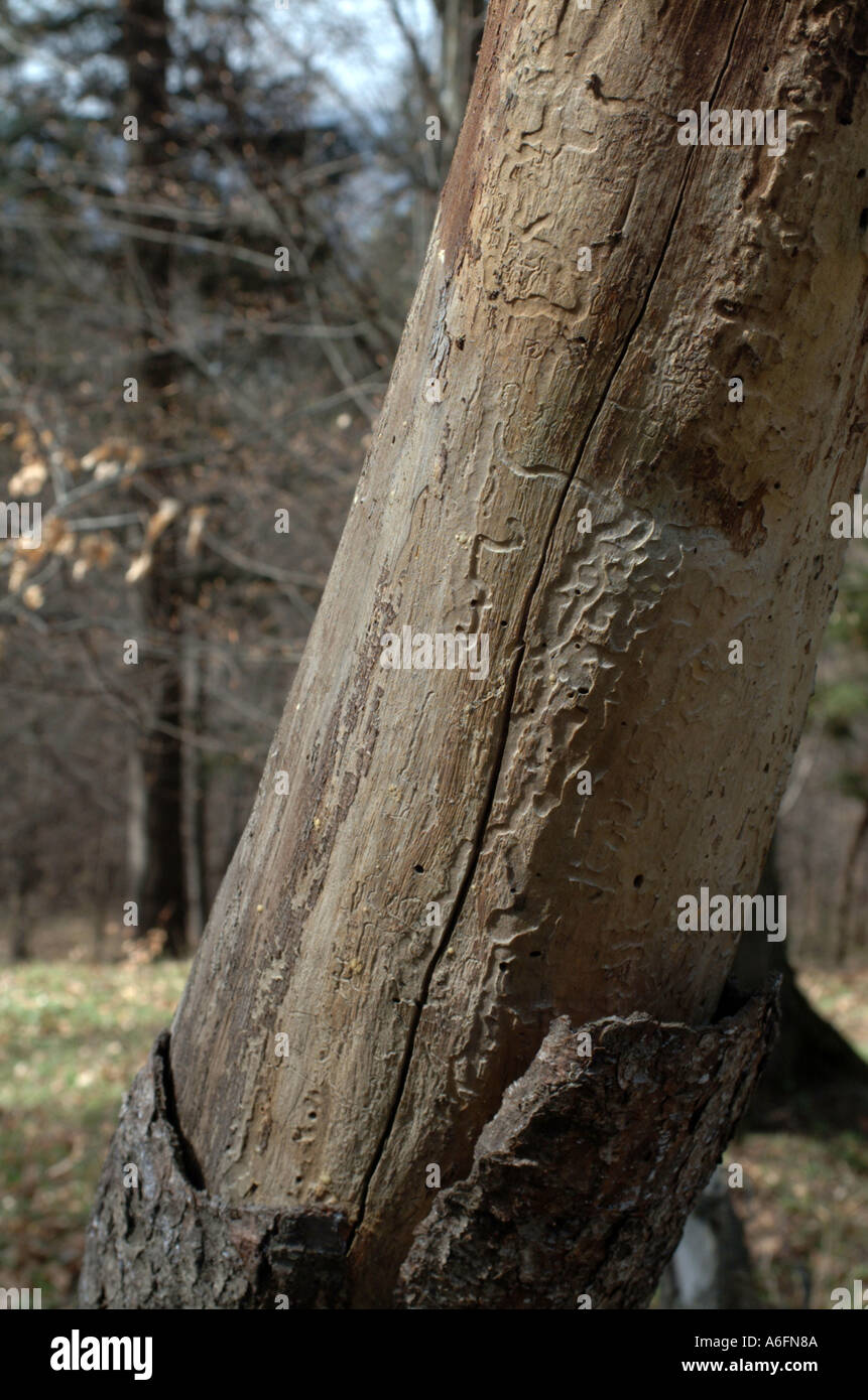 Fir tree forest damp autumn hi-res stock photography and images - Alamy