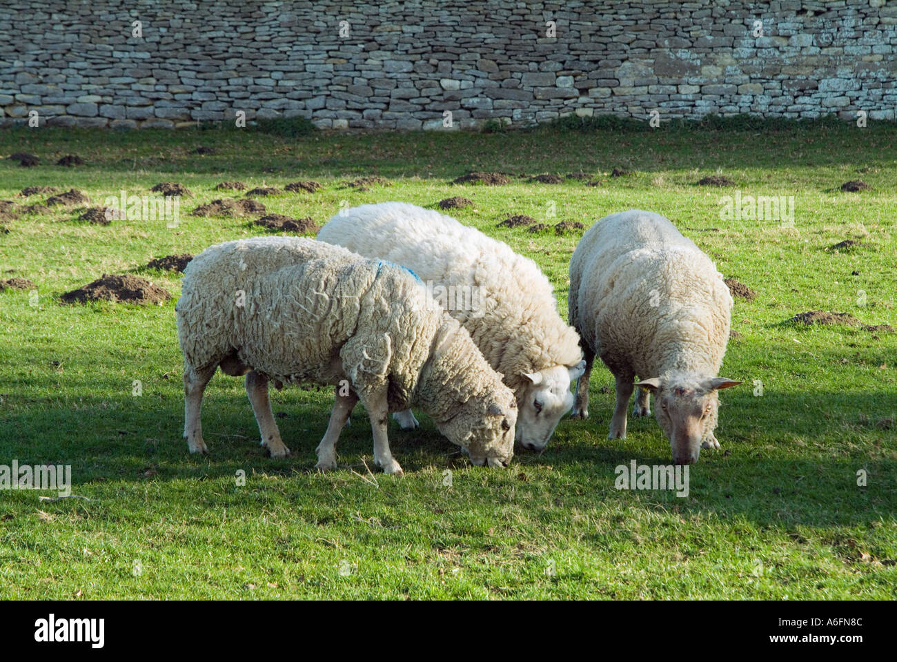 three sheep grazing UK Stock Photo - Alamy