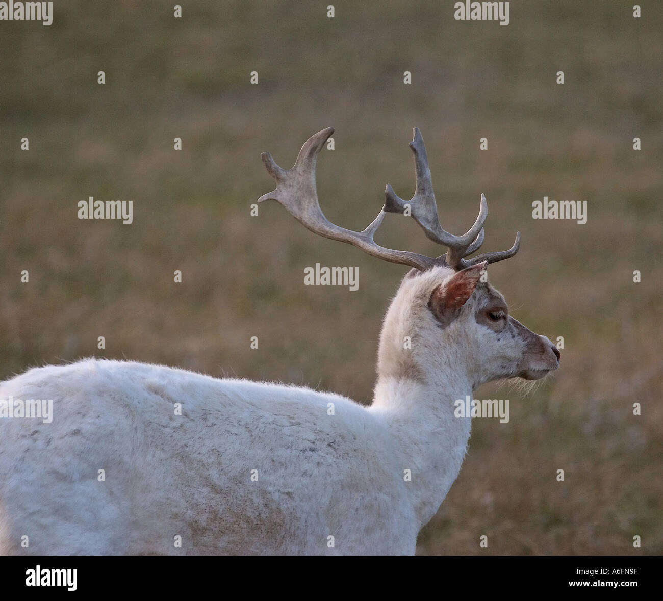 Rare white fallow deer stag hi-res stock photography and images - Alamy