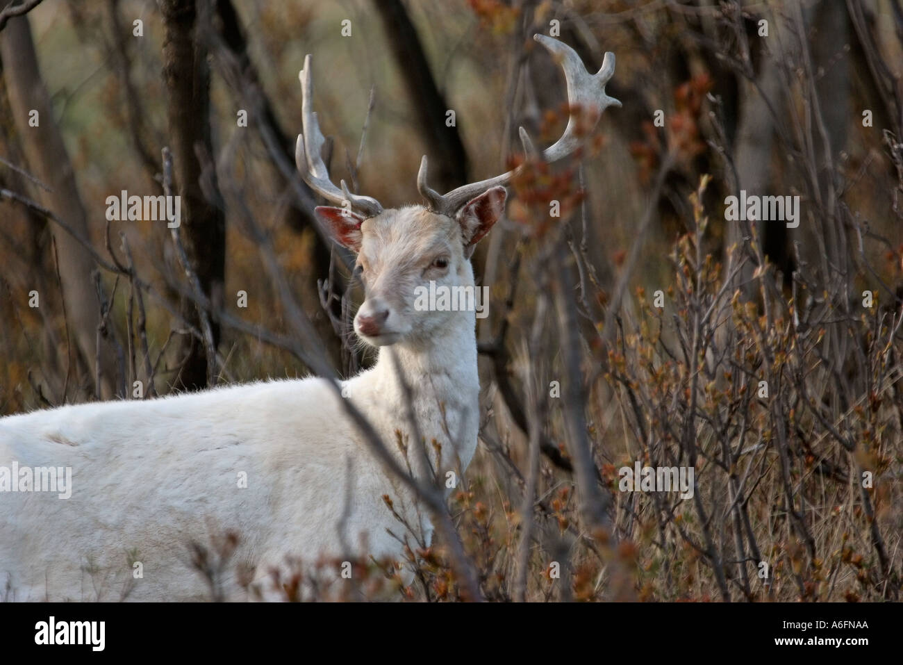 Rare white fallow deer stag hi-res stock photography and images - Alamy