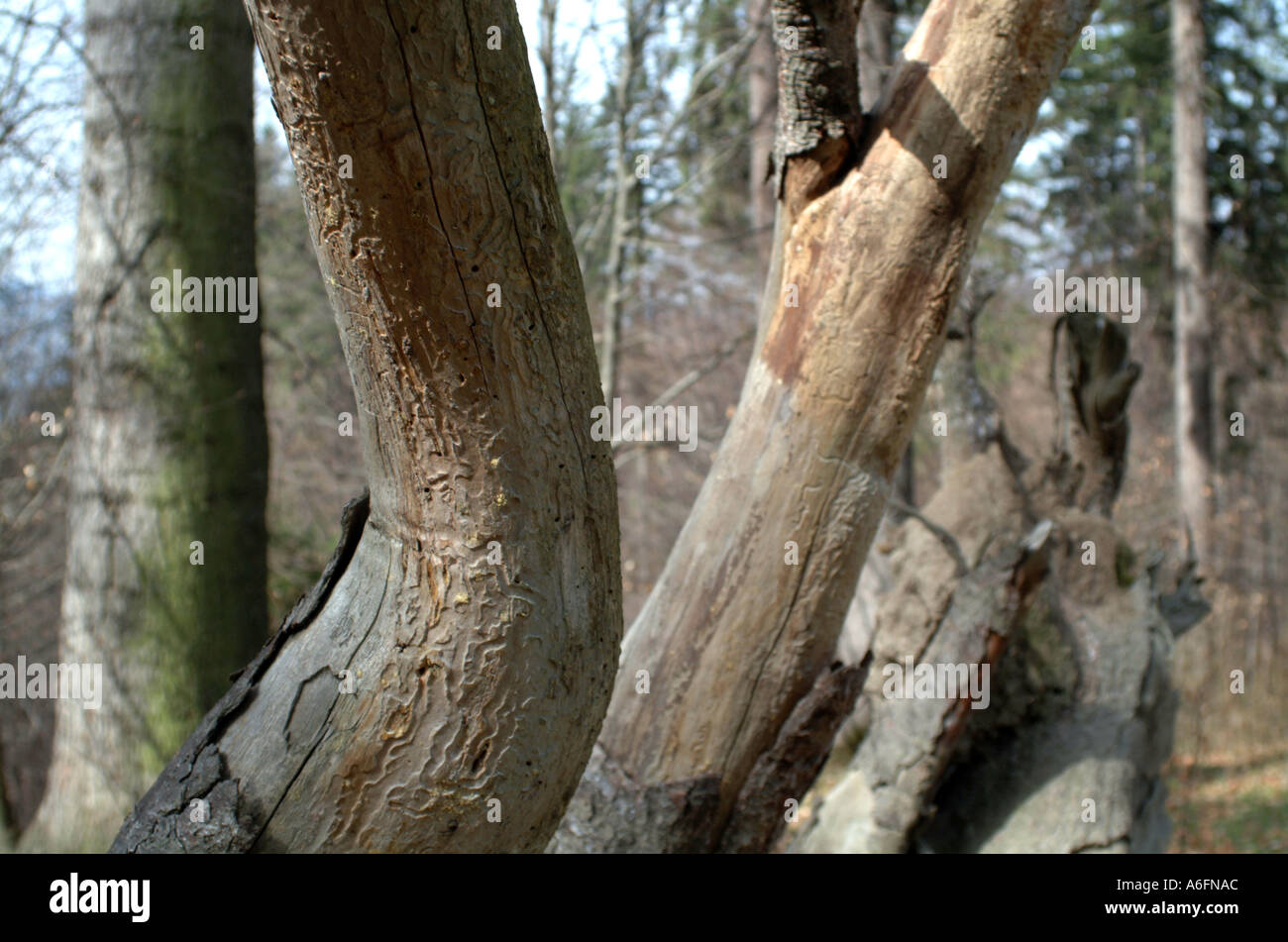 Cut down fir tree in temperate forest near Piatra Neamt Moldavia ...
