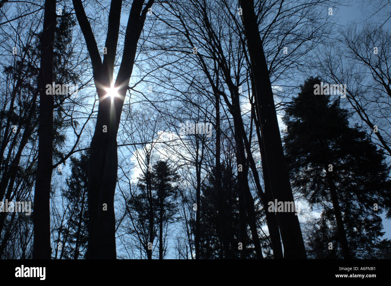 Temperate forest from Romania, Europe, EU, UE Stock Photo - Alamy