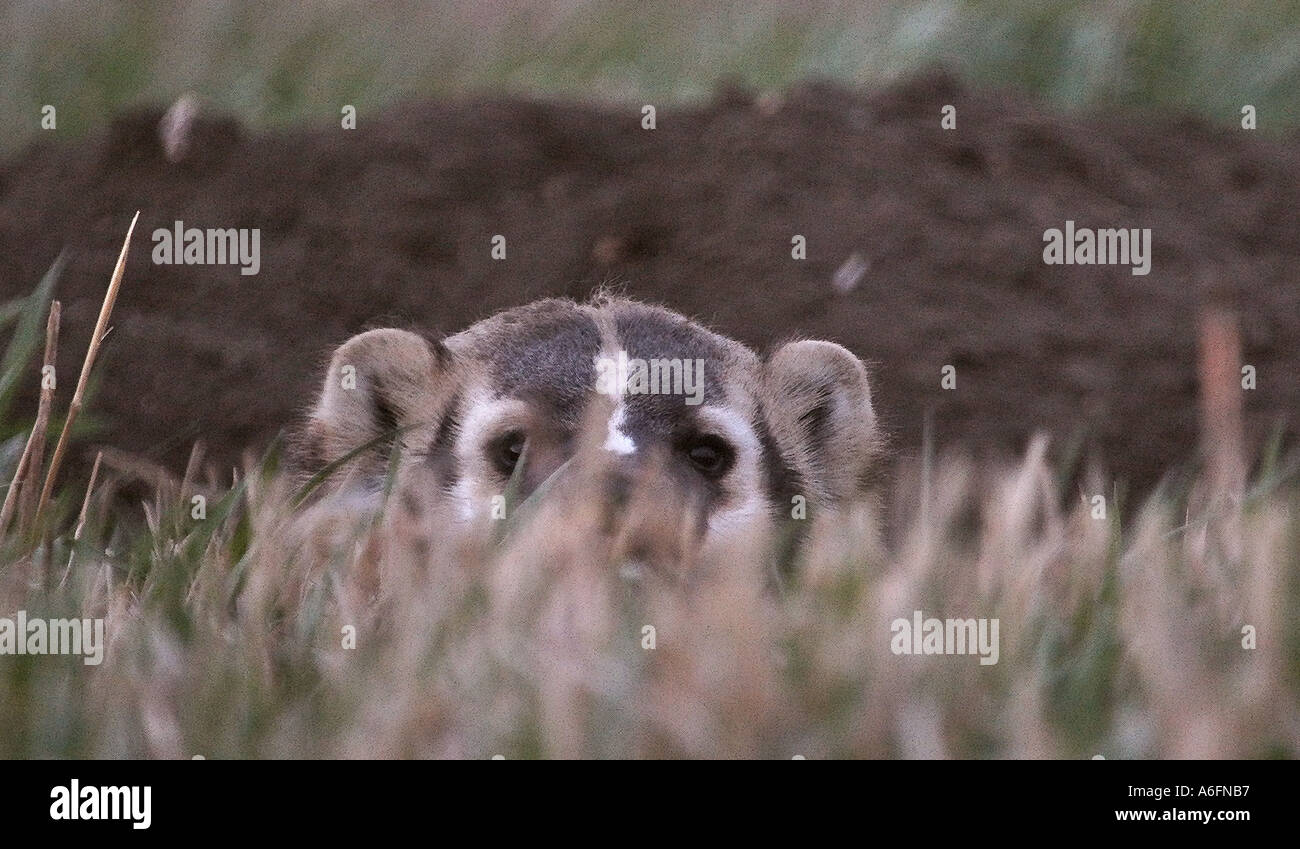 American badger hole hi-res stock photography and images - Alamy