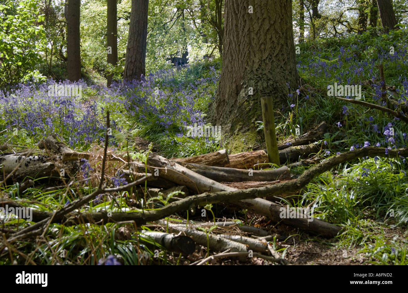 Traditional Swithland Stone Wall and Style to Bluebell Wood Windmill ...