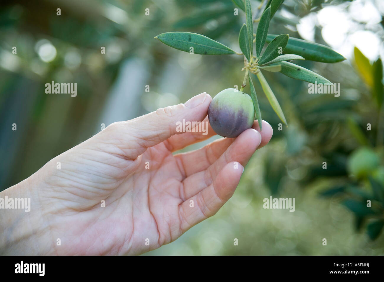 Hand picking an olive Stock Photo - Alamy