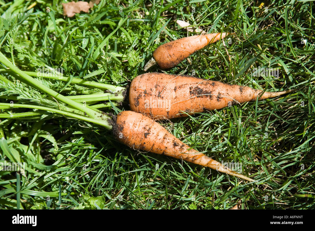 Three organic carrots pulled from the ground Stock Photo - Alamy