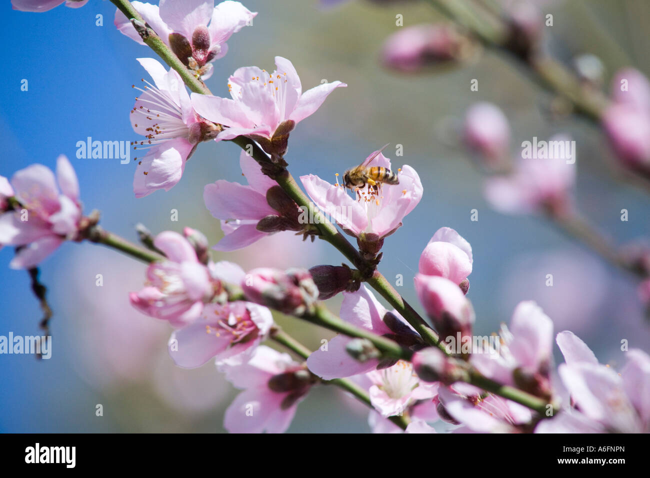 Peach tree blossoms Stock Photo - Alamy
