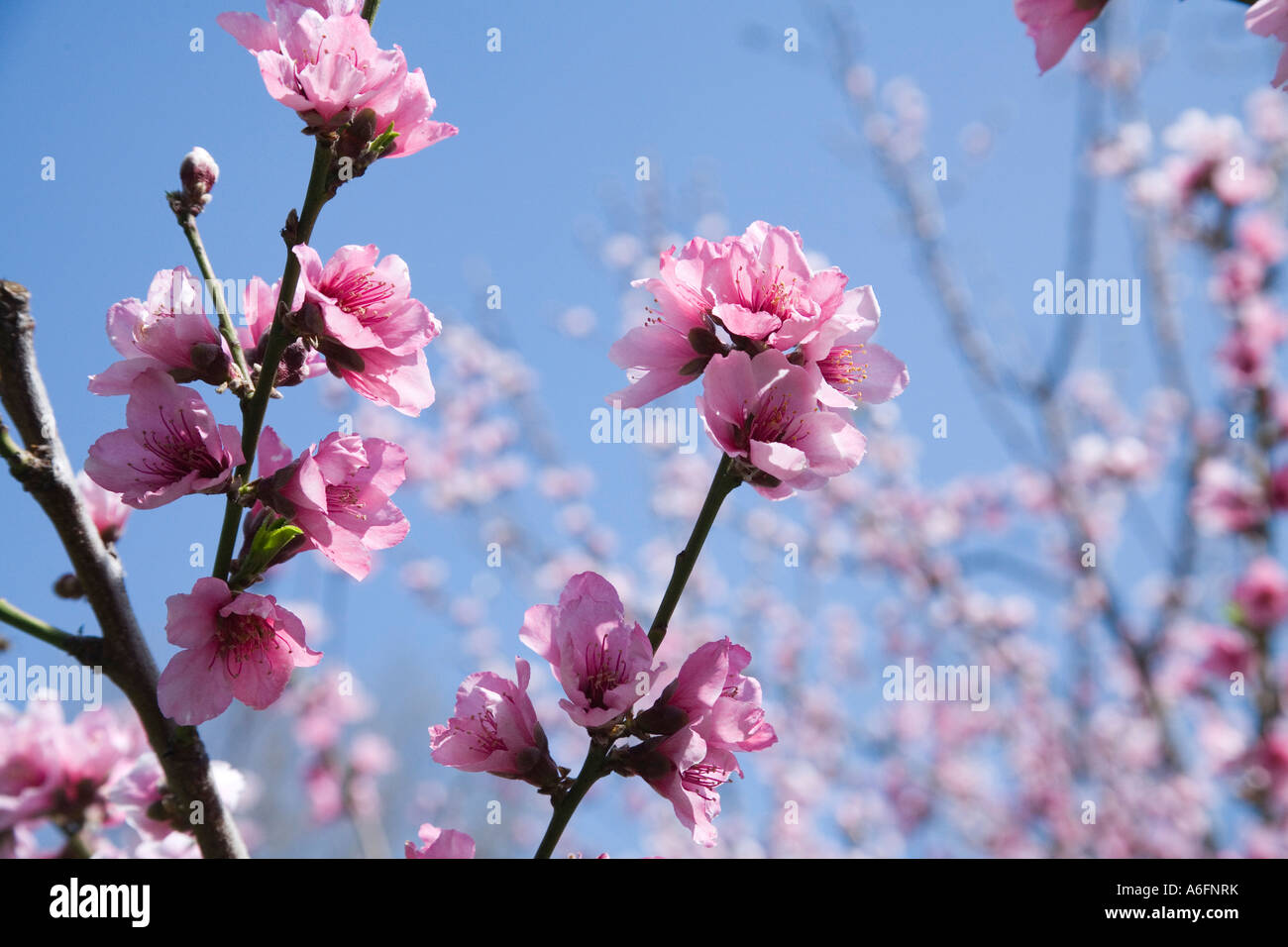 Peach tree in orchard blooming hi-res stock photography and images - Alamy