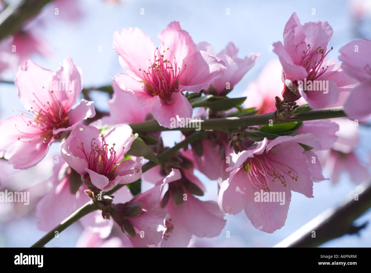 Peach tree blossoms Stock Photo - Alamy