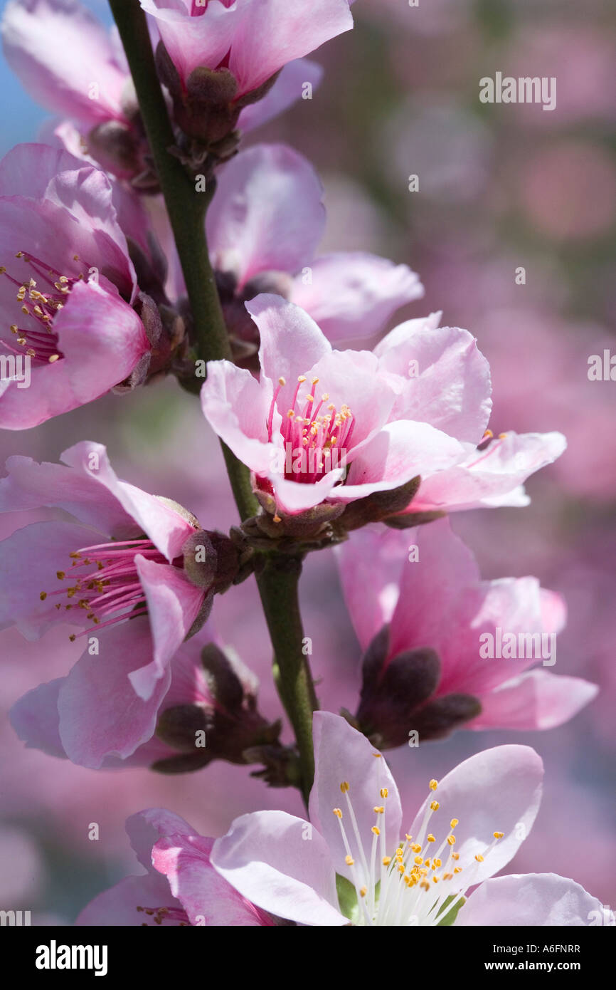Peach tree blossoms Stock Photo - Alamy