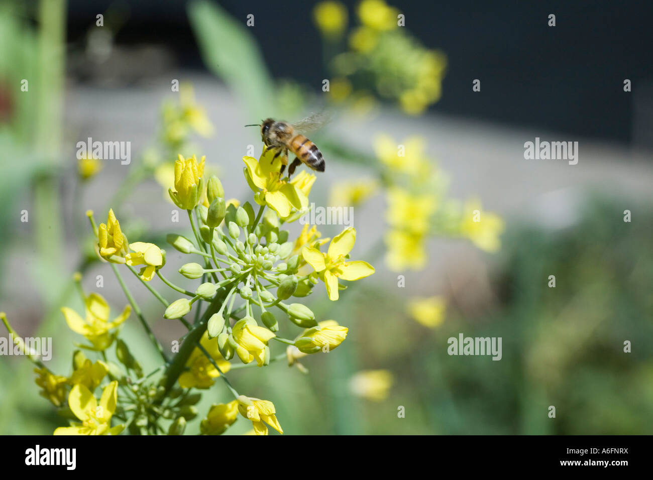 Honey bee pollinating a bok choi flower Stock Photo - Alamy