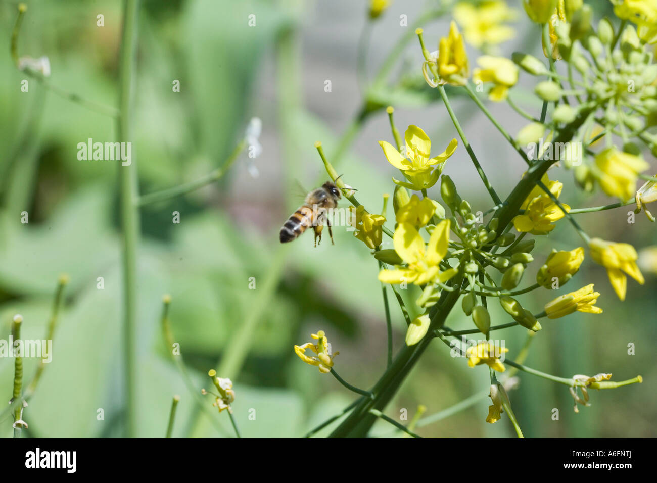 Honey bee pollinating a bok choi flower Stock Photo - Alamy