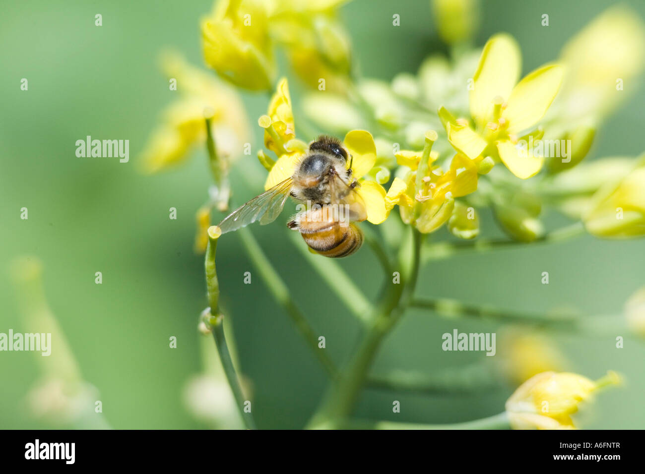Honey bee pollinating a bok choi flower Stock Photo - Alamy