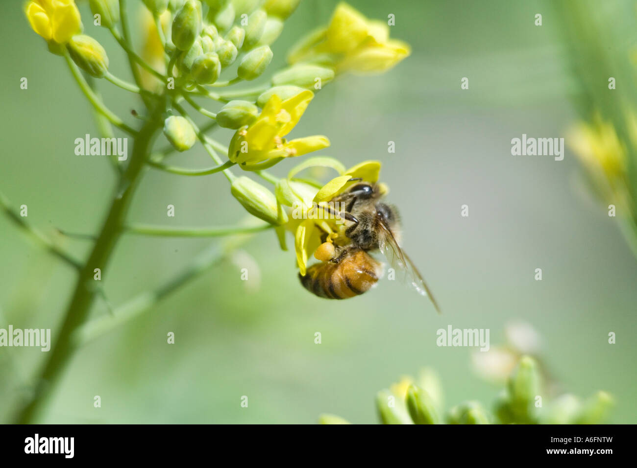 Honey bee pollinating a bok choi flower Stock Photo - Alamy