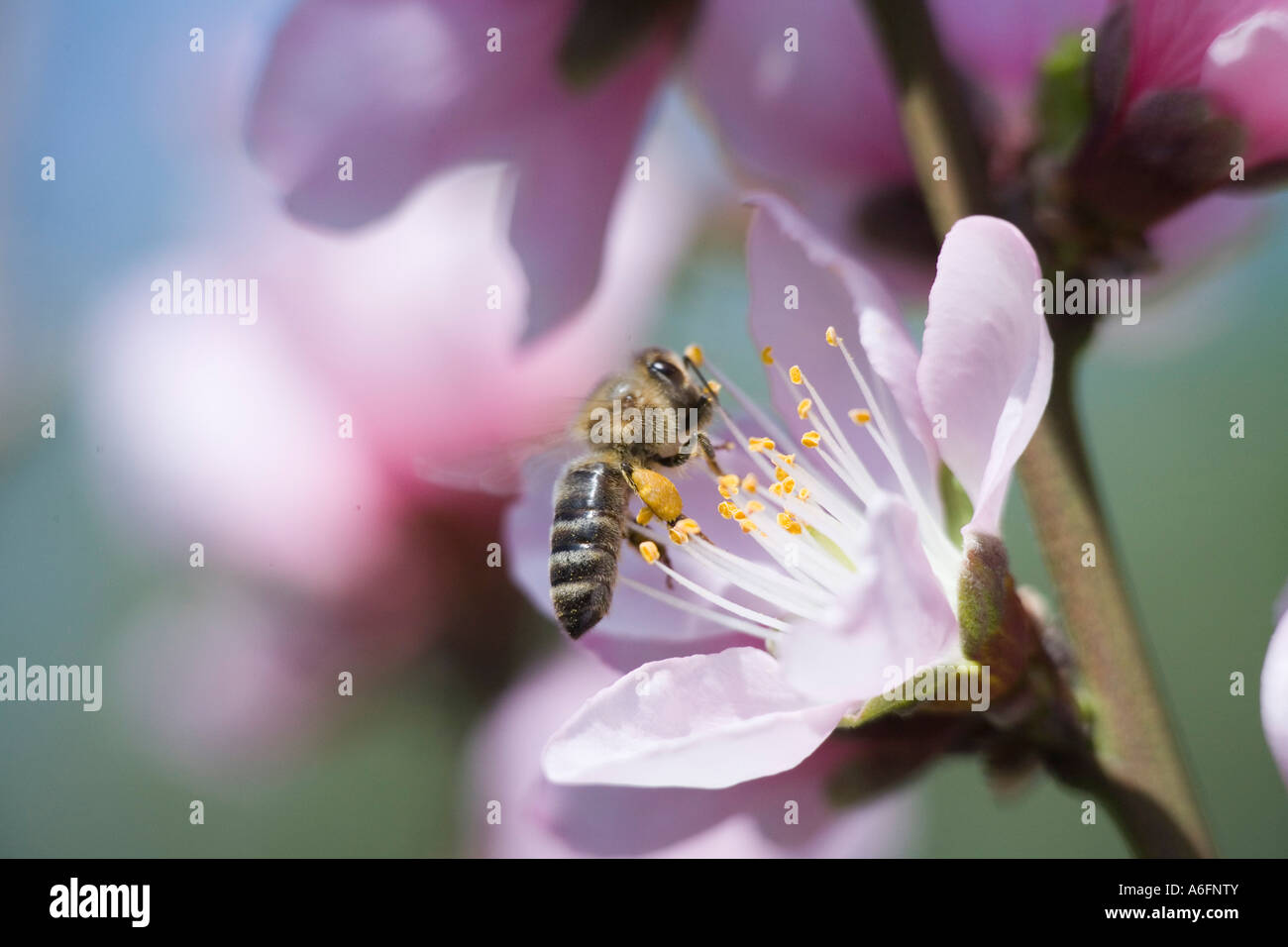 Honey bee pollinating food crop hi-res stock photography and images - Alamy