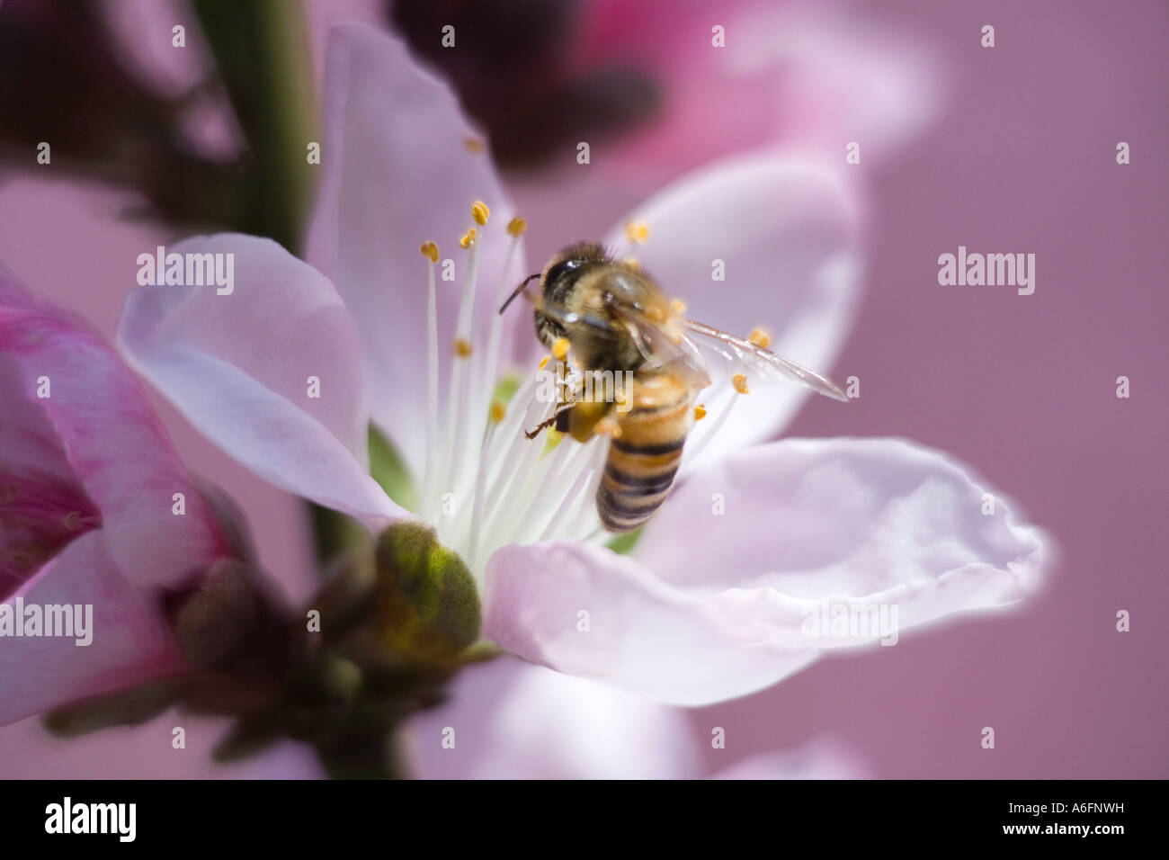 Close up of a honey bee pollinating a fruit tree blossom Stock Photo ...