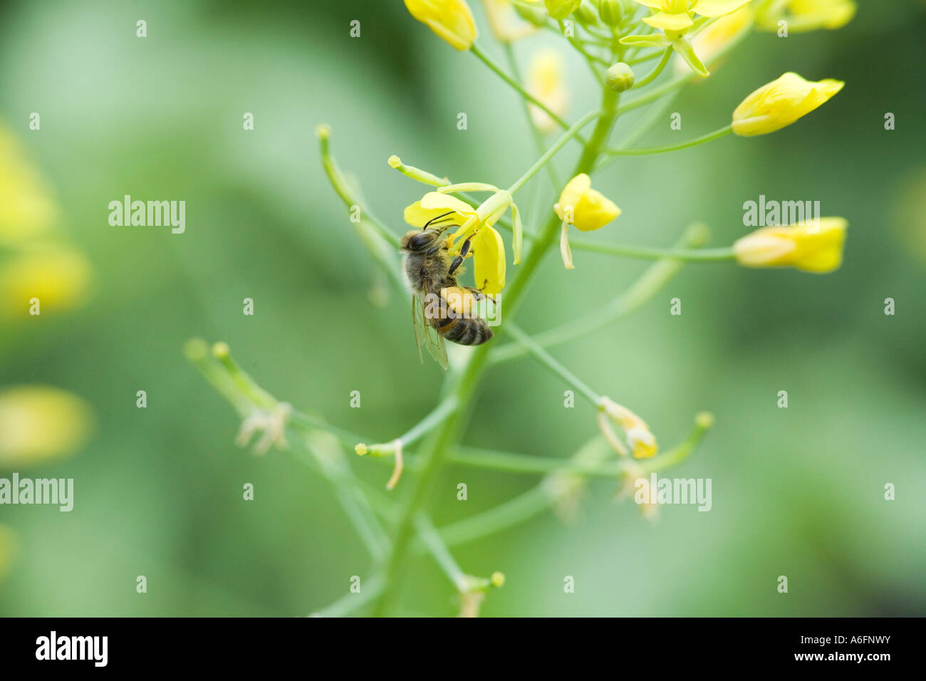 Honey bee pollinating a bok choi flower Stock Photo - Alamy
